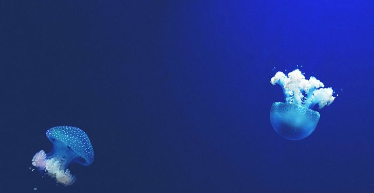 Bordering marine belonging: The meanings, mobilities and materialities ...